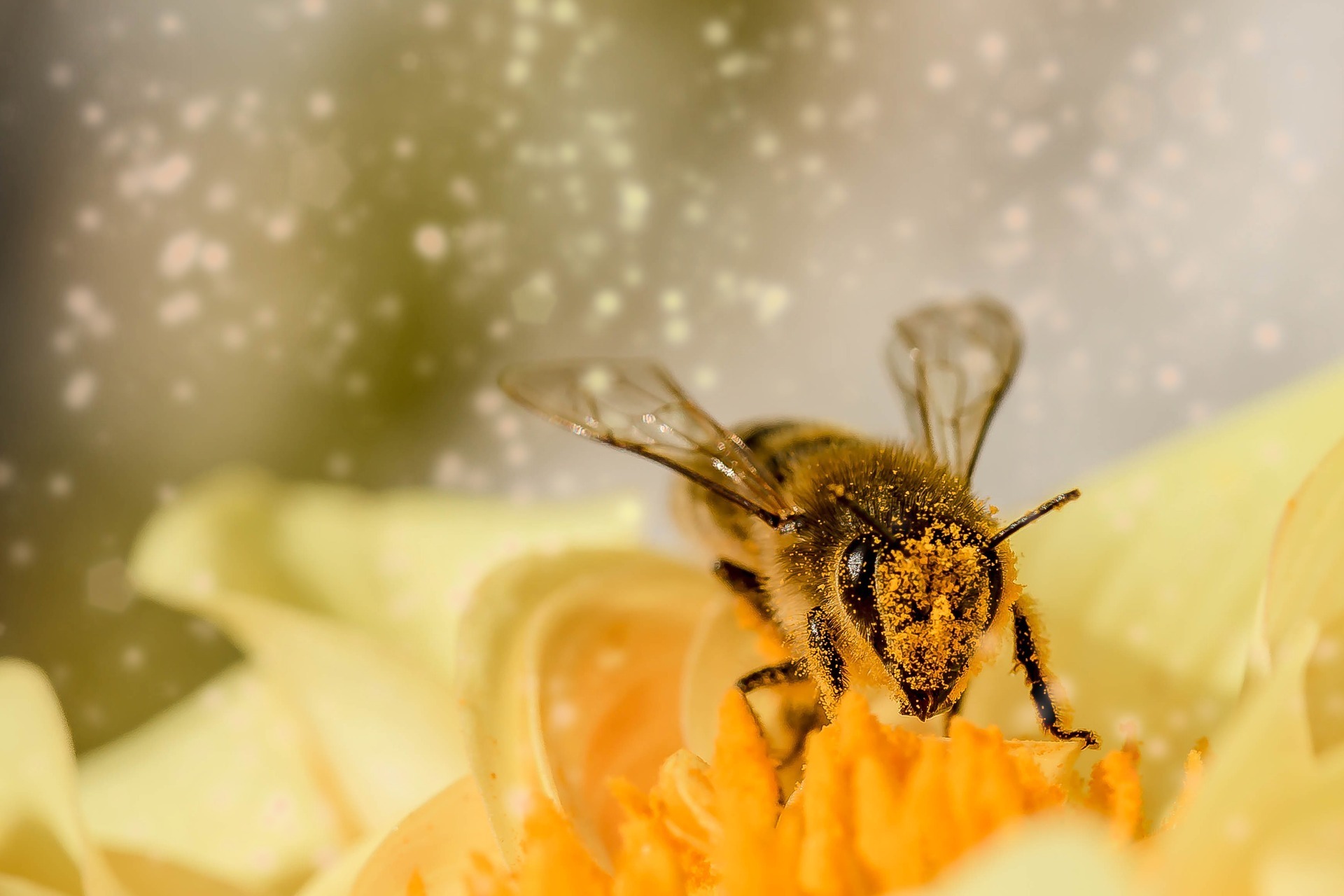 Background – Save bees and farmers